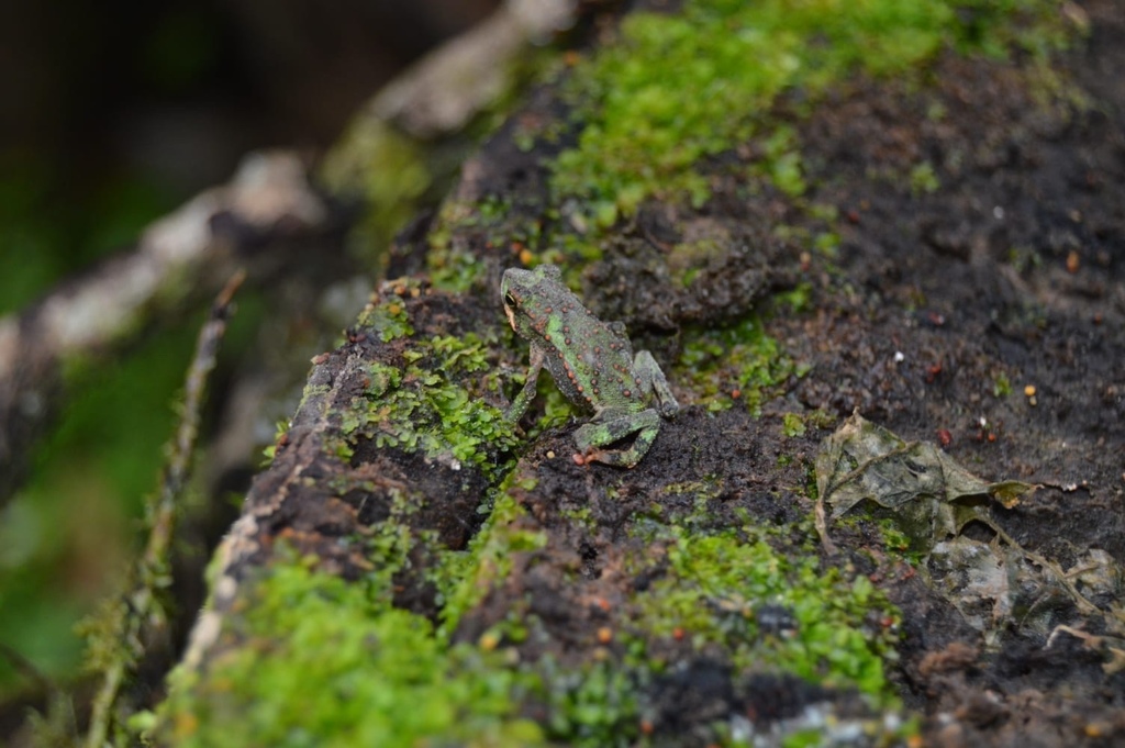 Green Climbing Toad from San Carlos, Alajuela, CR on March 8, 2020 at ...