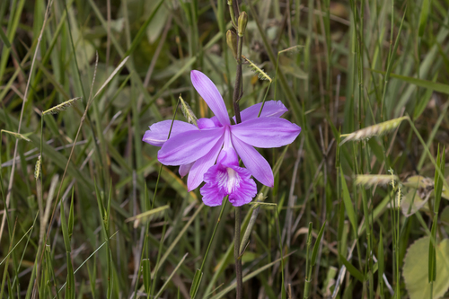 Epistephium lucidum · iNaturalist