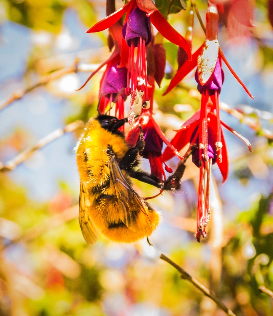 Giant Bumble Bee in December 2018 by J.T Lühr. Moscardon. · iNaturalist