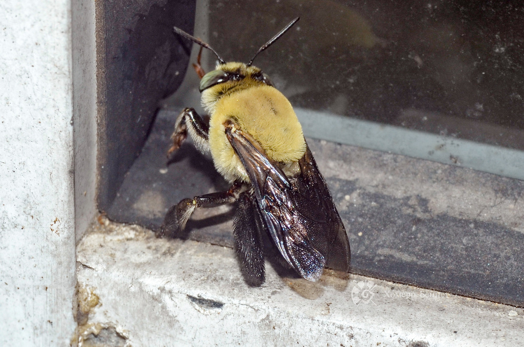 Shining Oil-digger Bee from Benito Juárez Nte, Coatzacoalcos, Ver ...
