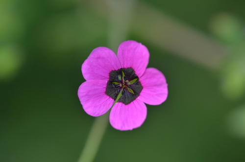 Black Eyed Geranium (Geranium ocellatum) · iNaturalist