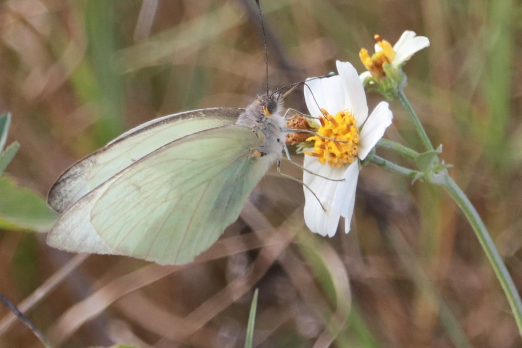 Great Southern White from 1987 Scrub Jay Way #32782, Titusville, FL ...