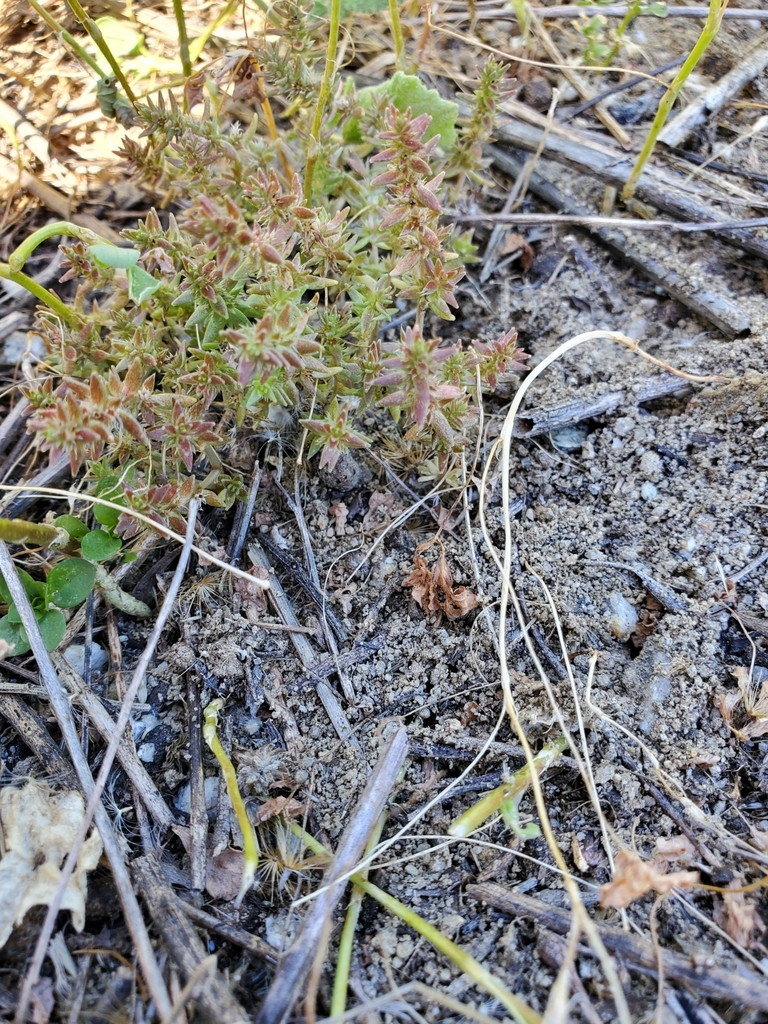 Crassula colligata lamprosperma from Orange County, US-CA, US on March ...