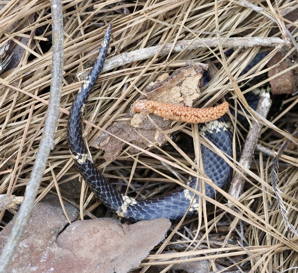 Eastern Kingsnake from Chesterfield County, SC, USA on April 2, 2026 at ...
