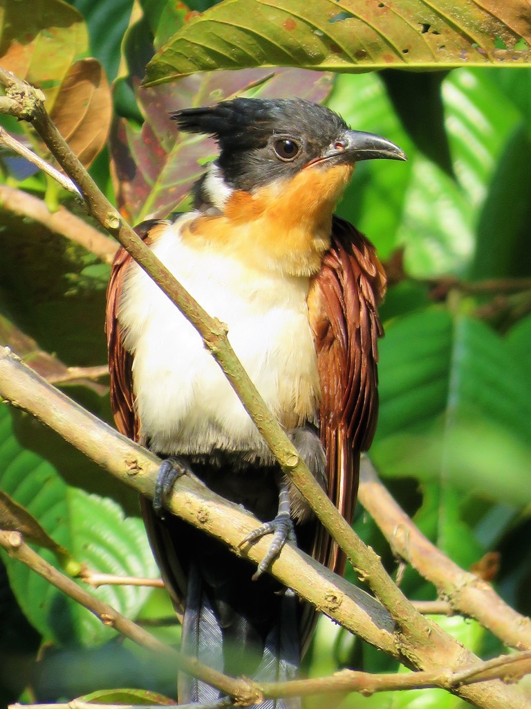 Chestnut-winged Cuckoo from Botanic Garden, Singapore on February 10 ...