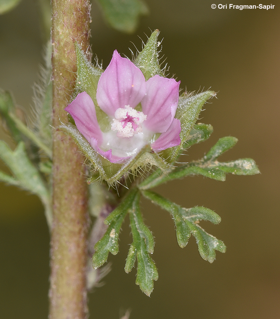 Egyptian Mallow (Malva aegyptia) - Botanical Realm