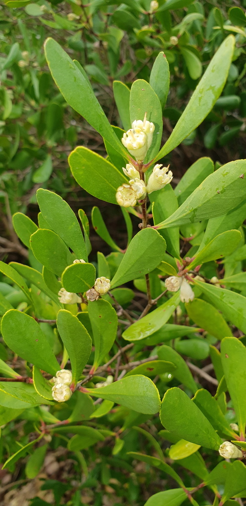 myrtle mangrove from Orpheus Island on March 11, 2020 at 02:19 PM by ...