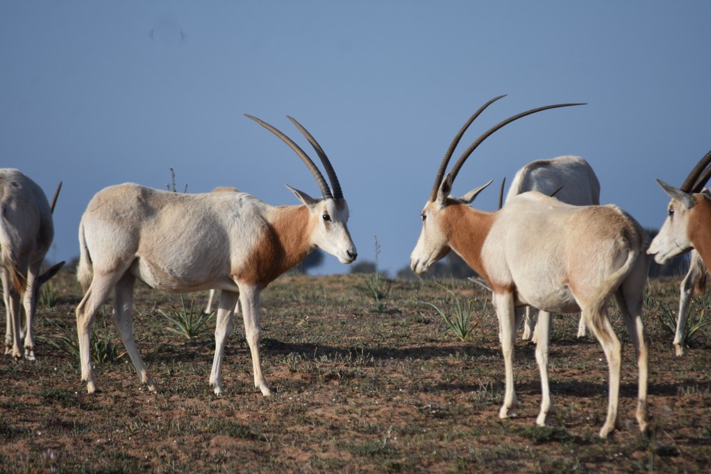 Oryxes (Oryx) - Know Your Mammals