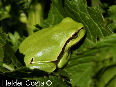 Iberian Tree Frog from Lezíria da Ponta da Erva, Vila Franca de Xira ...