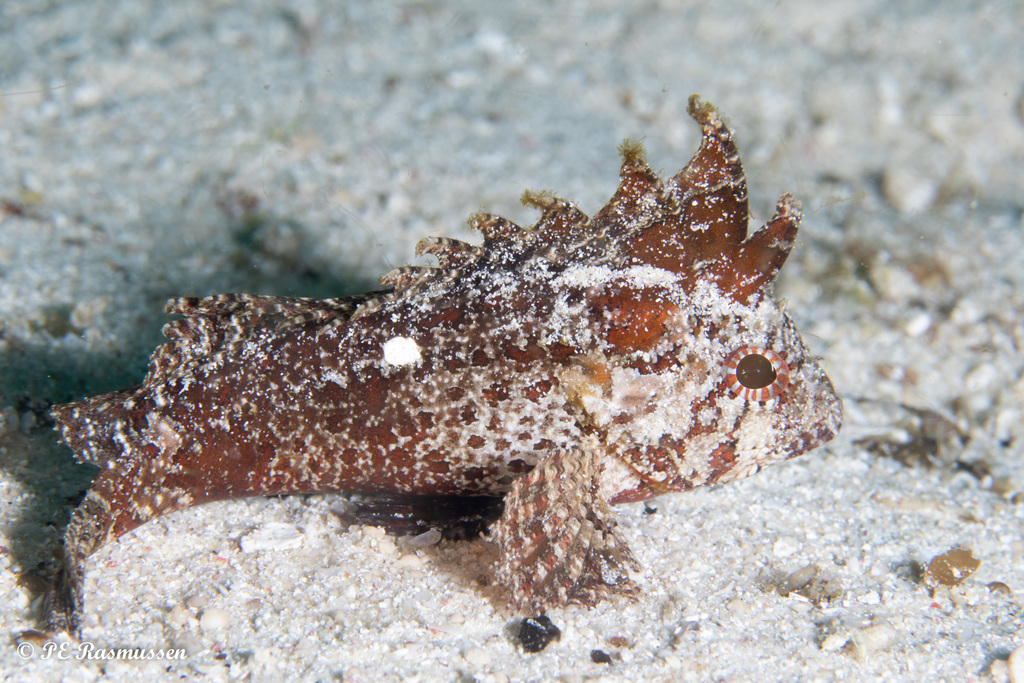Whiteface Waspfish from Raja Ampat Bio Diversity, Sapokren on March 19 ...