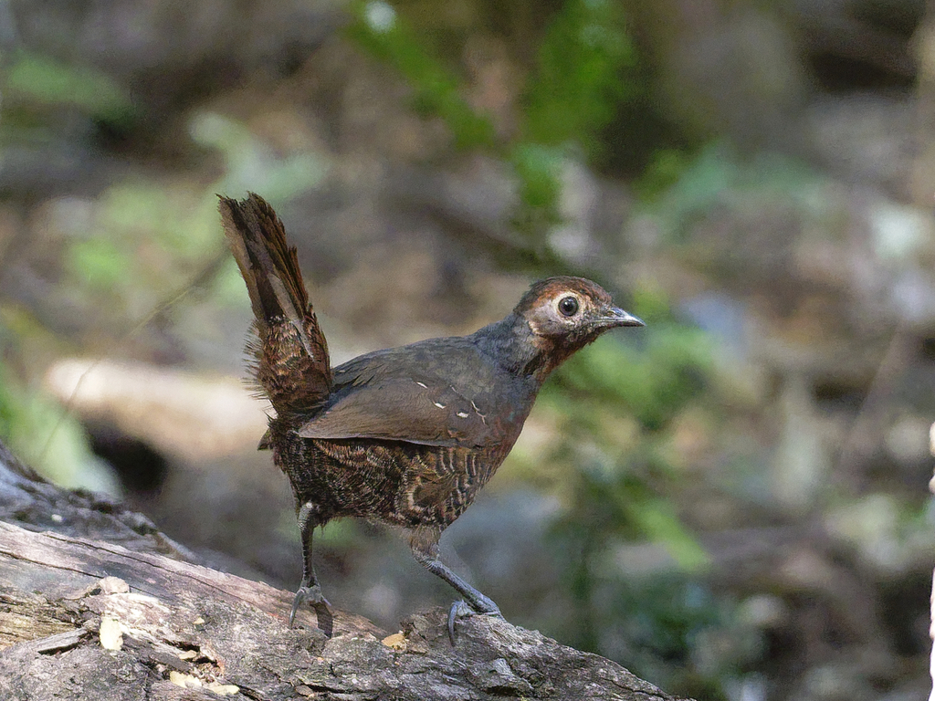 Chestnut-throated Huet-huet from Termas de Chillán, Pinto, Ñuble, Chile ...