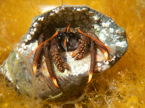 Clibanarius aequabilis · Naturalista Costa Rica