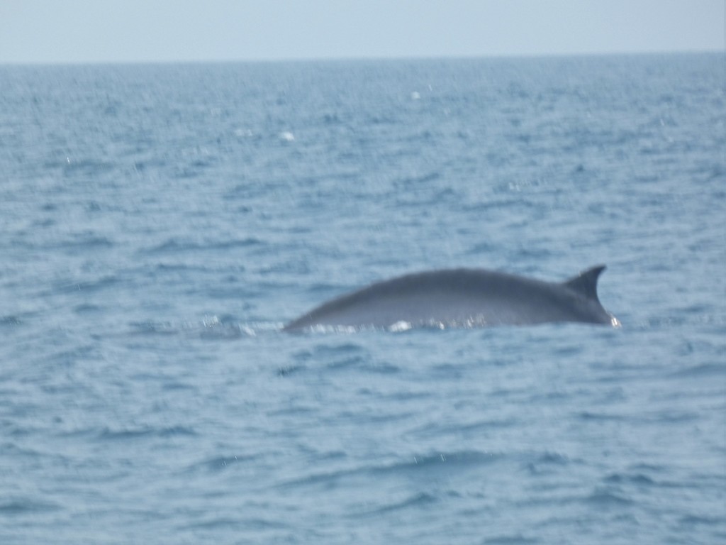 Fin Whale in March 2020 by Lena Chow · iNaturalist
