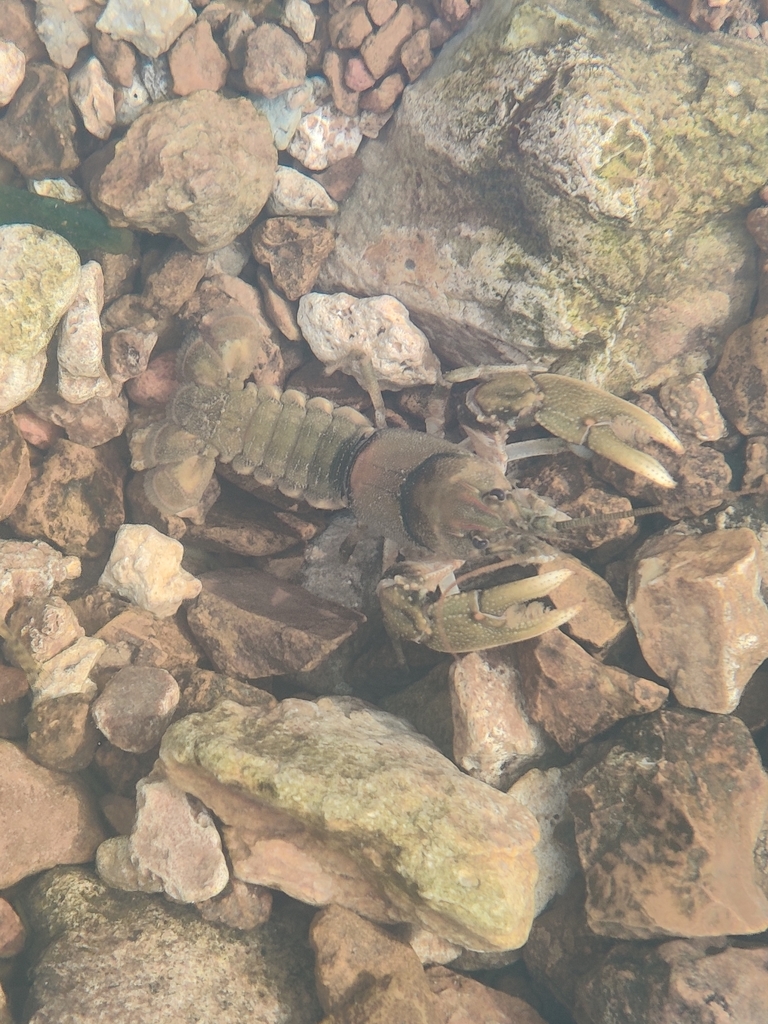 Tanback Crayfish from St Joseph, TN, USA on March 12, 2020 at 04:07 PM ...
