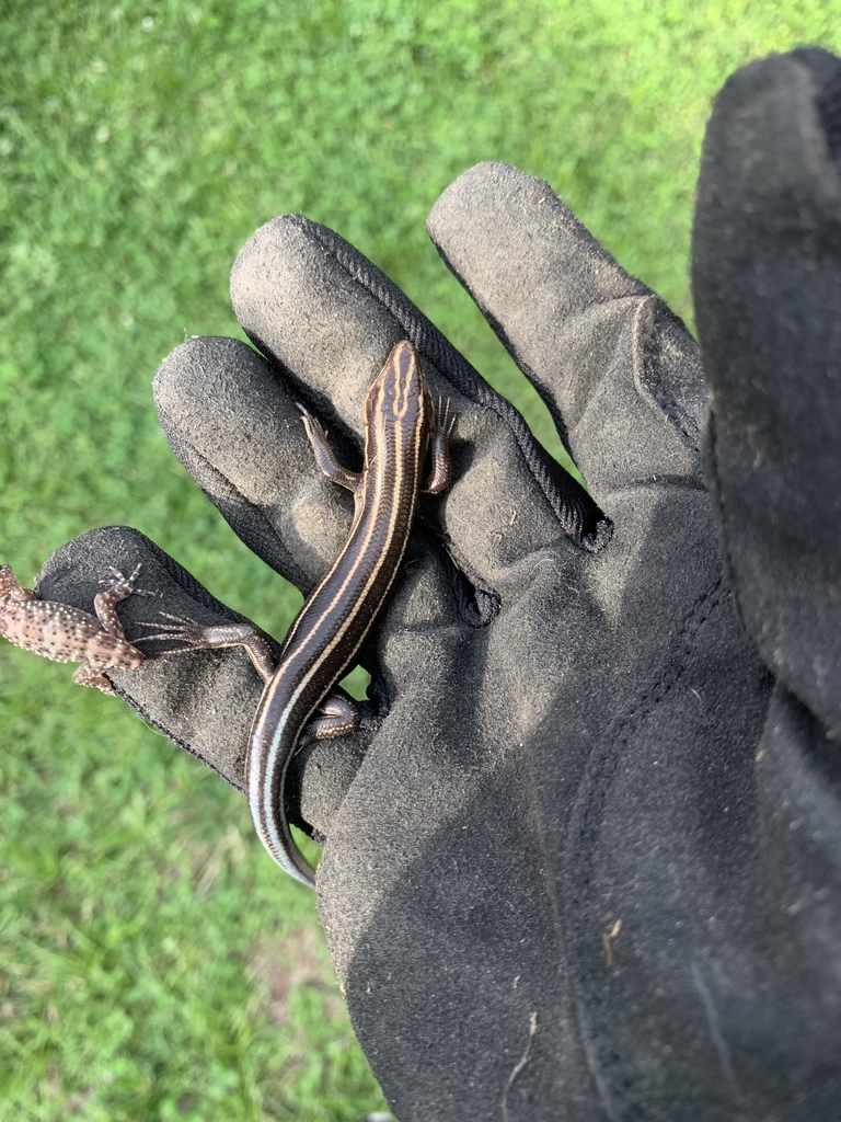Broad-headed Skink from Sam Houston National Forest, Huntsville, TX, US ...