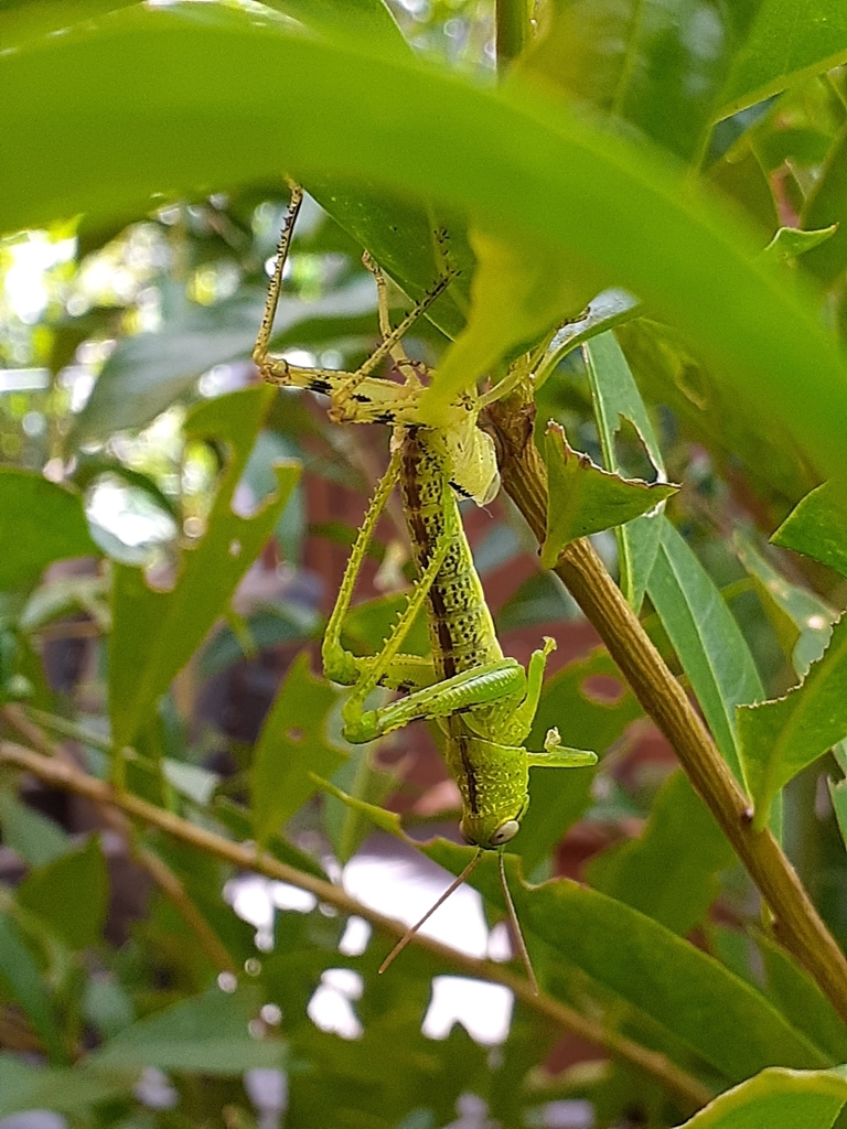 Giant Grasshopper from Edge Hill QLD 4870, Australia on March 14, 2020 ...