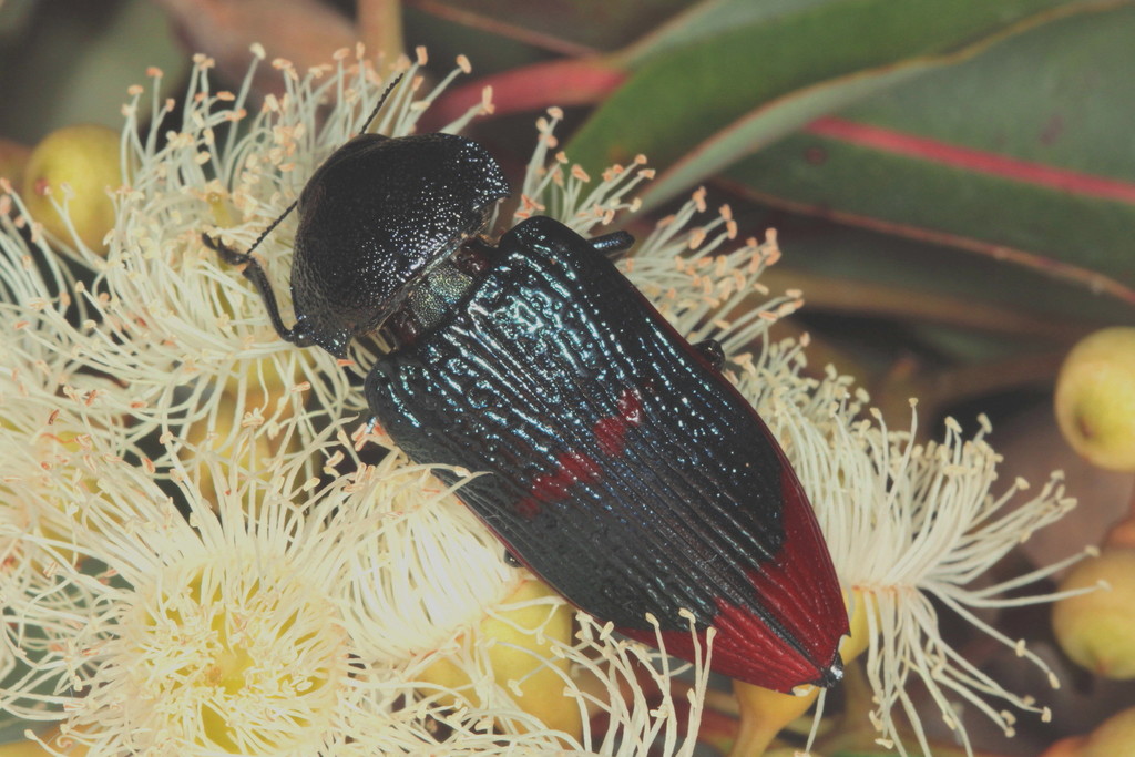 Temognatha bonvouloirii from Boorabbin WA 6429, Australia on February 5 ...
