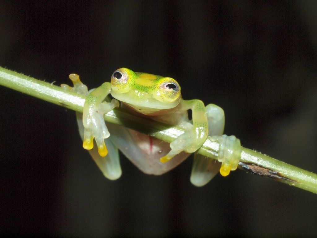 Atrato Glass Frog from Esmeraldas Province, Ecuador on July 24, 2009 at ...