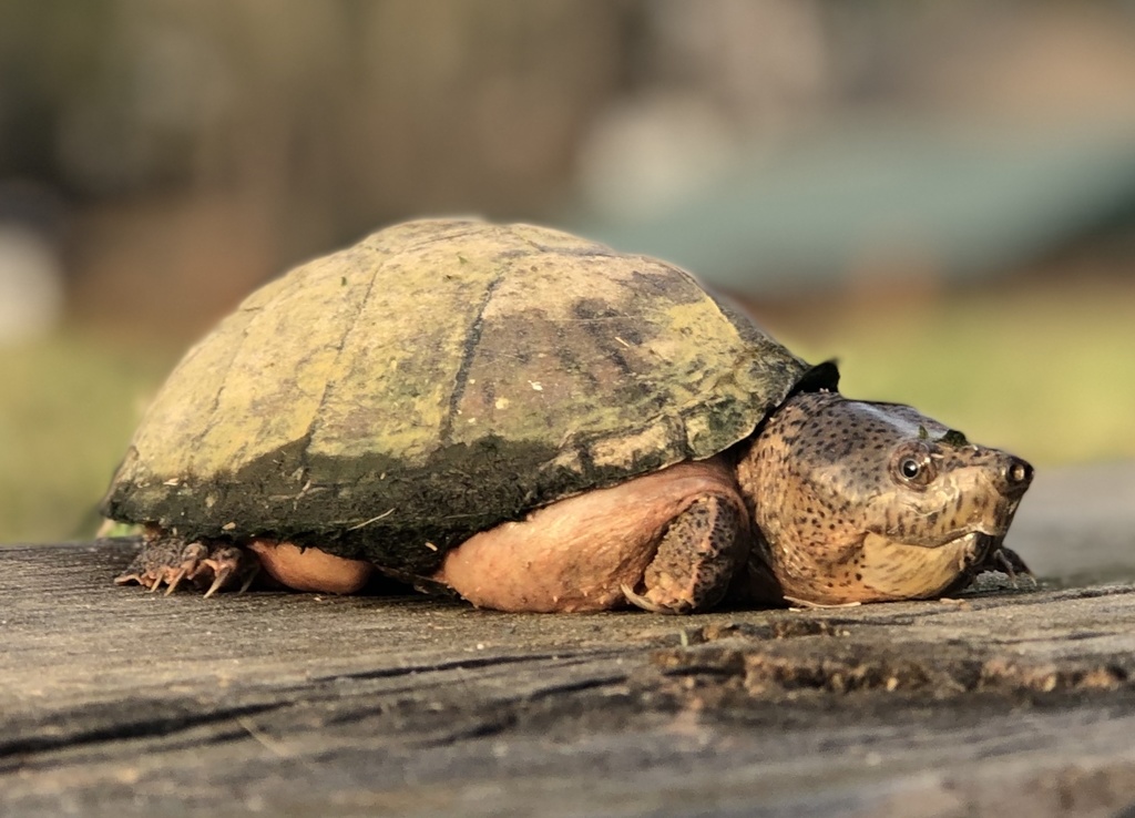 Razor-backed Musk Turtle in March 2020 by Andrew Austin · iNaturalist