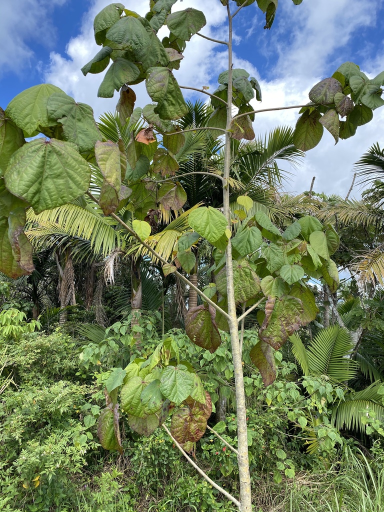 blue mahoe from Jayuya, PR, US on February 29, 2020 at 01:53 PM by ...