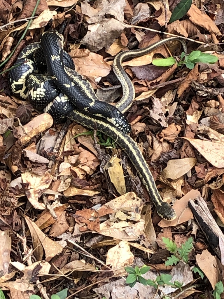 Eastern Kingsnake from Cochran Shoals Pi-Trail System, Sandy Springs ...