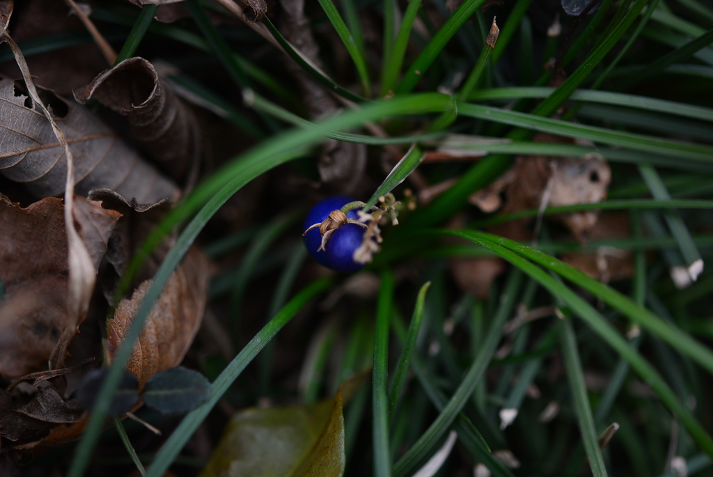 Dwarf Lily-turf from 대한민국 전라남도 진도군 의신면 on March 13, 2016 at 10:20 AM by ...