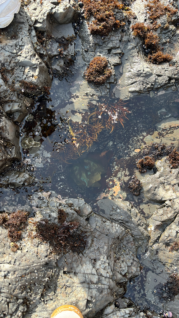 Iridescent Algae from CA, US on April 4, 2026 at 05:42 PM by Keerat ...