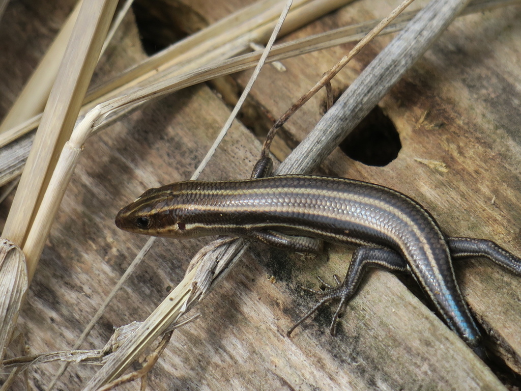 Common Five-lined Skink in March 2020 by napoleon1799 · iNaturalist