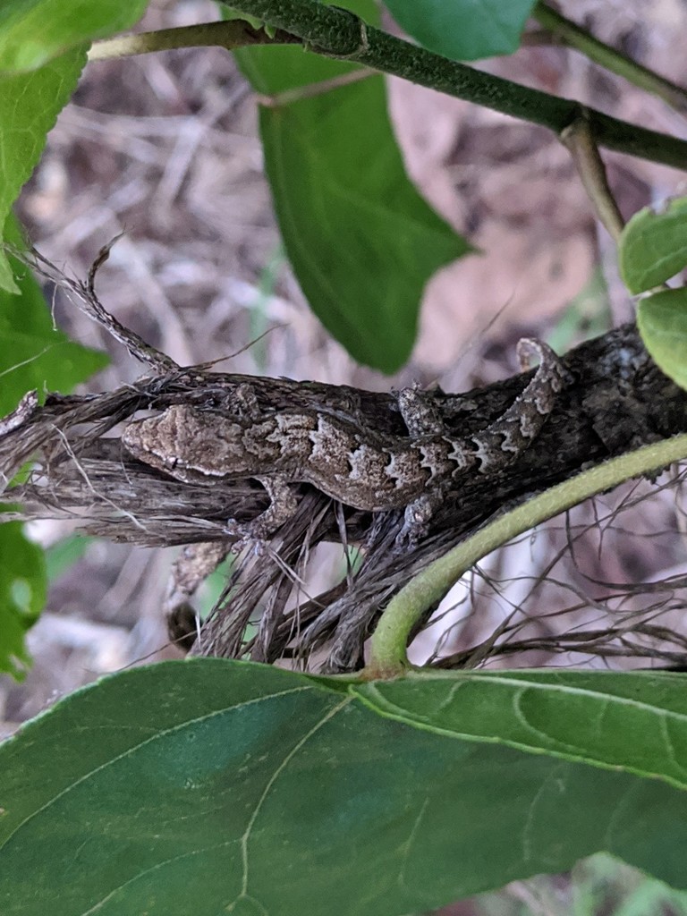 Mourning Gecko from Piti, Guam on March 13, 2020 at 06:31 PM by Ken ...