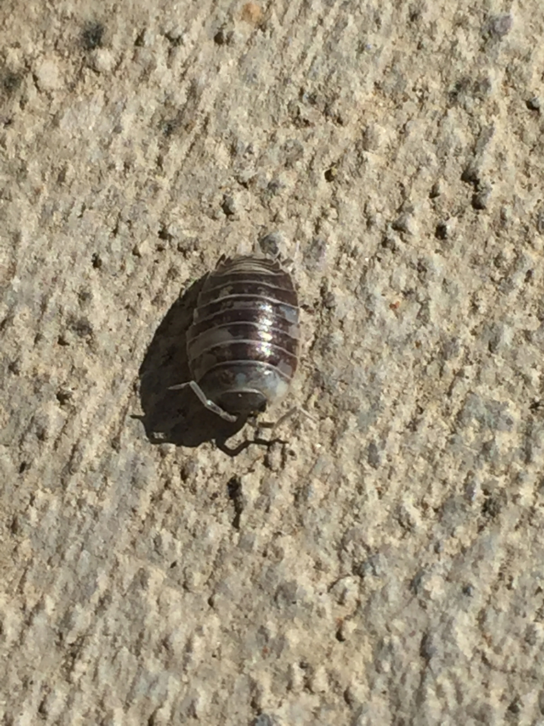 Isopods from Carson Park, Carson, CA, US on February 22, 2017 at 10:34 ...