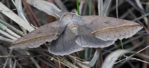 Argyrostrotis flavistraria · iNaturalist