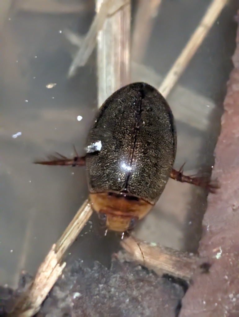 Graphoderus liberus from DeWitt, NY, USA on April 9, 2026 at 10:57 PM ...