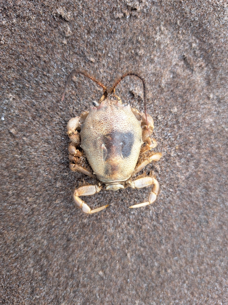 Masked crab from 3W6V+R42, Ballymena BT44 0QS, UK on April 9, 2026 at ...