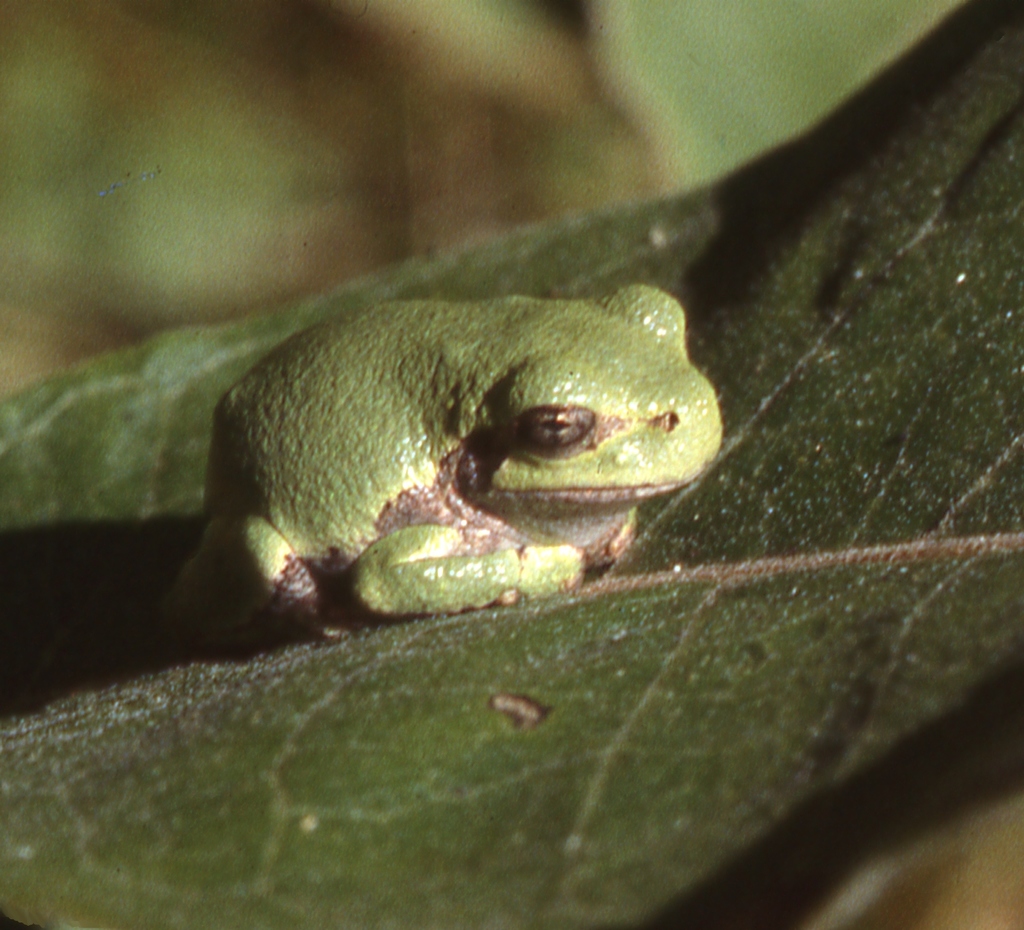 Gray Treefrog from Crow Wing County, MN, USA on August 18, 1978 by ...