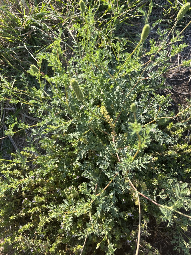 Prairie Burnet from Bokchito, OK 74726, USA on April 8, 2026 at 06:39 ...
