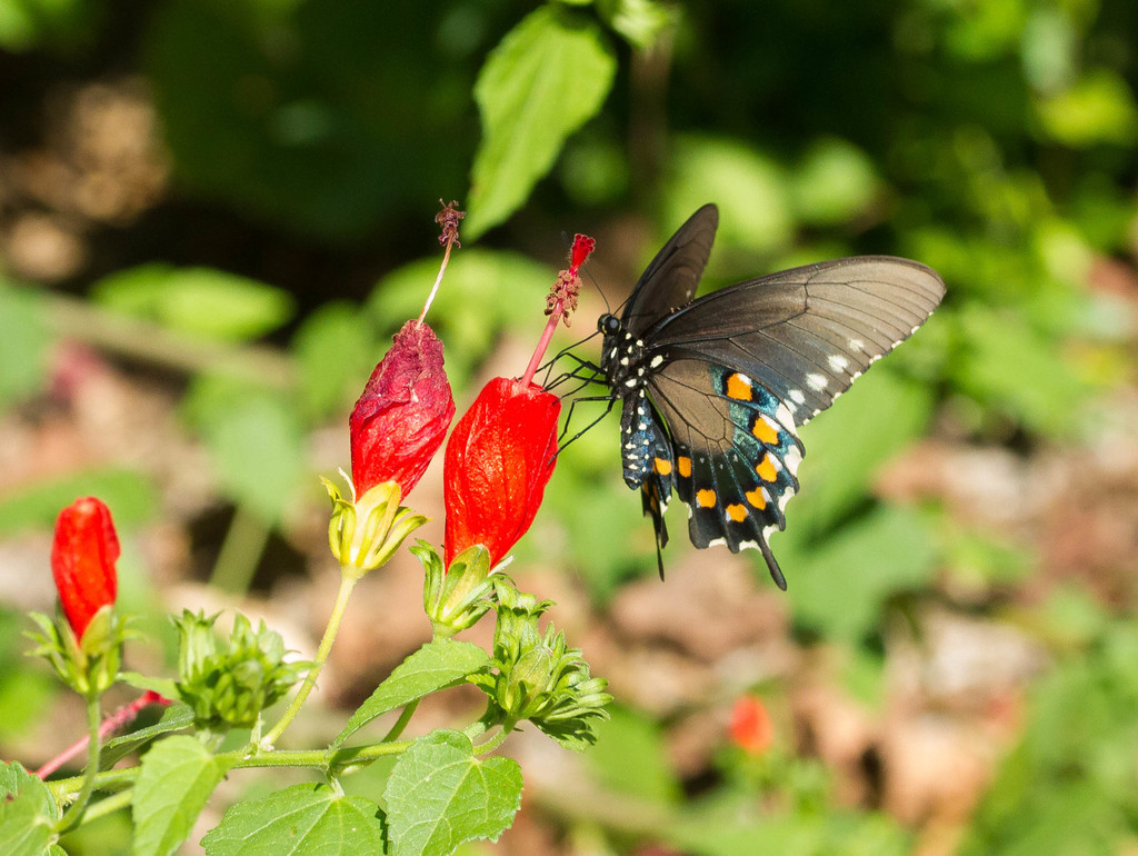 Pipevine Swallowtail from Texas, United States on October 08, 2016 at ...