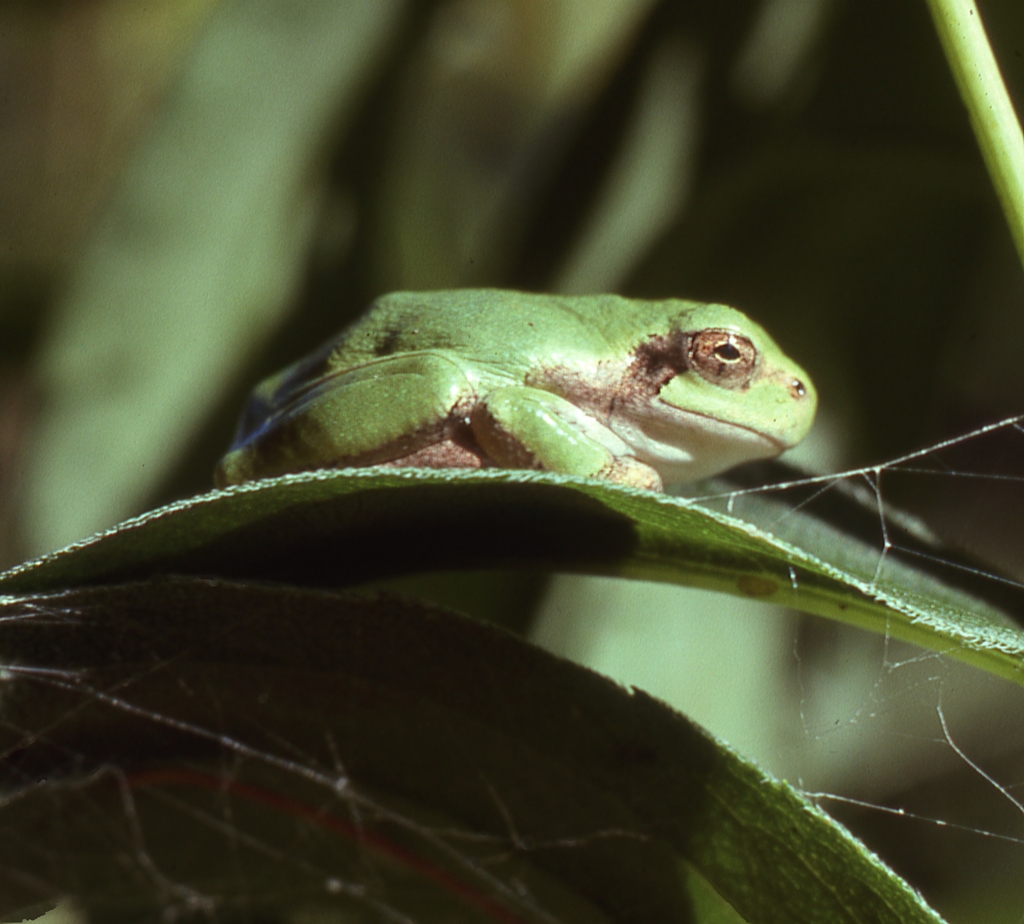 Gray Treefrog from Crow Wing County, MN, USA on September 7, 1978 by ...