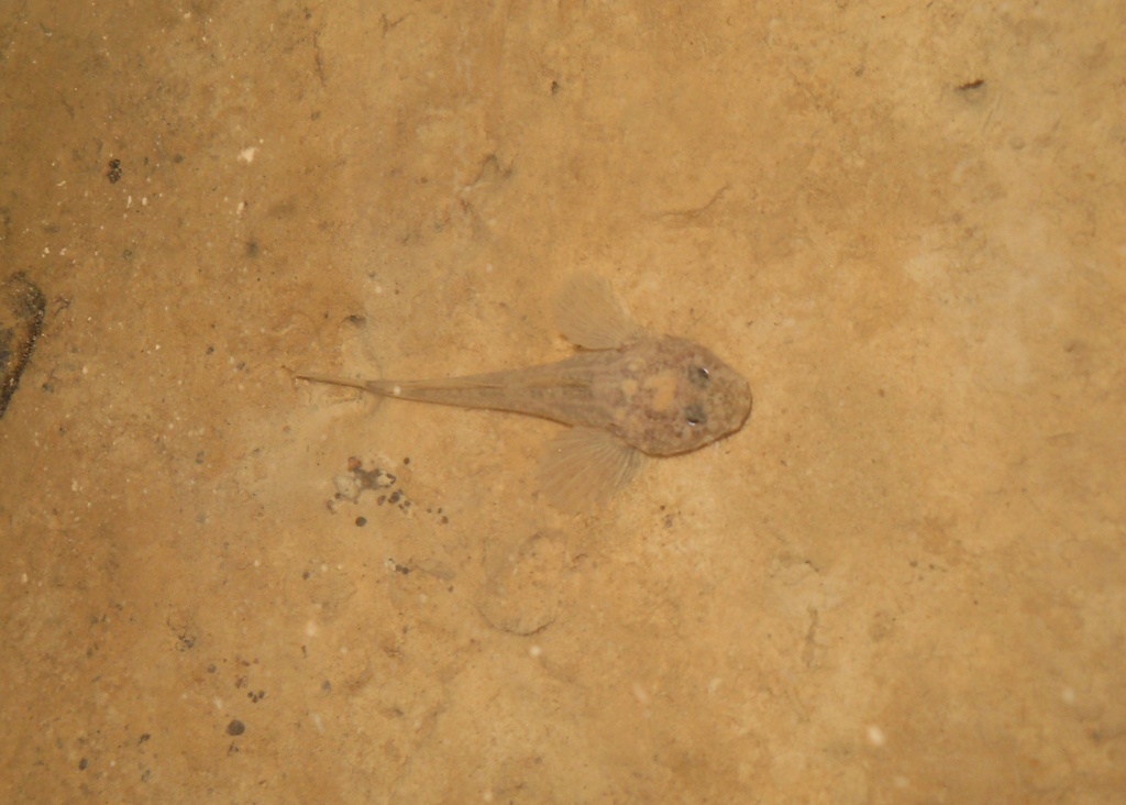 Grotto Sculpin in January 2013 by socialoutdoorsman. Grotto sculpin ...