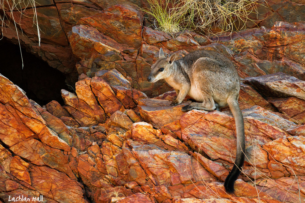 Short-eared Rock-Wallaby from Derby-West Kimberley, WA, Australia on ...