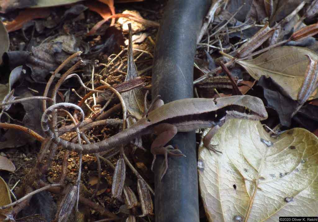 Monte Verde Curlytail Lizard from Cayo Ensenachos, VC, Cuba on March 5 ...