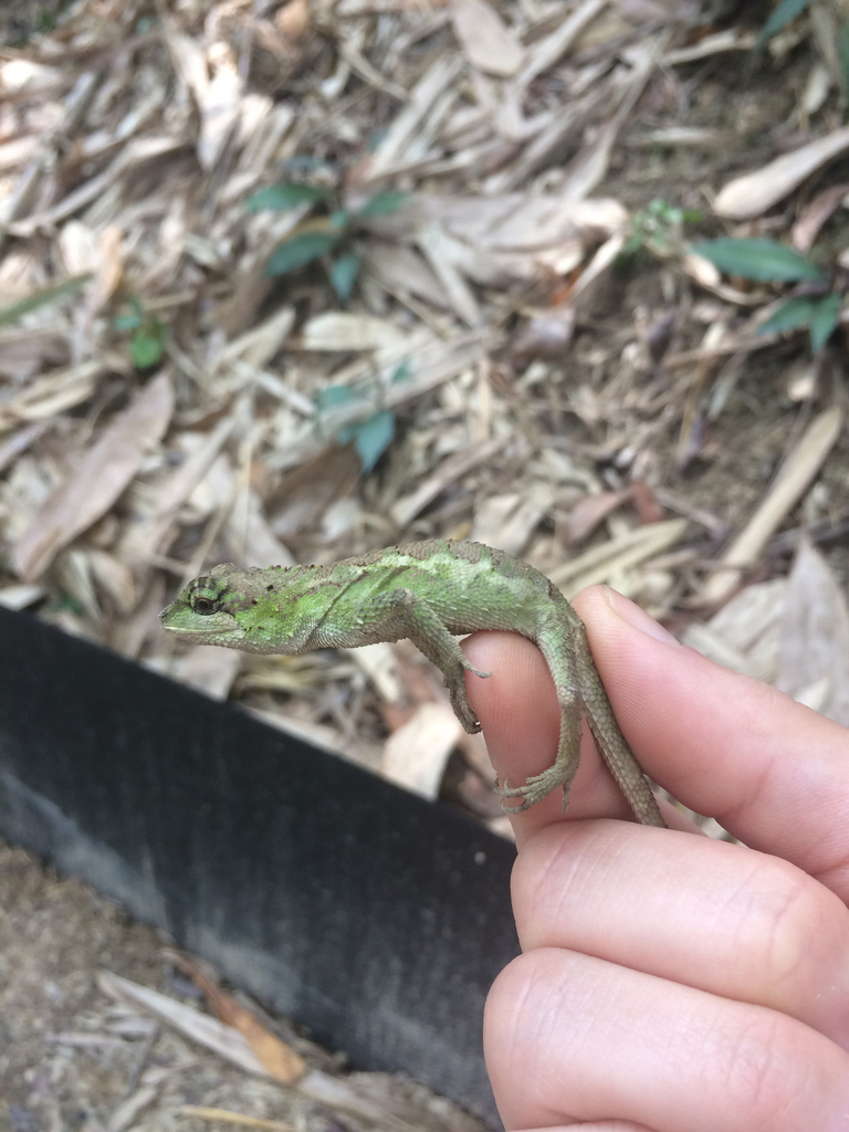Diploderma polygonatum xanthostomum in February 2017 by kchyn · iNaturalist
