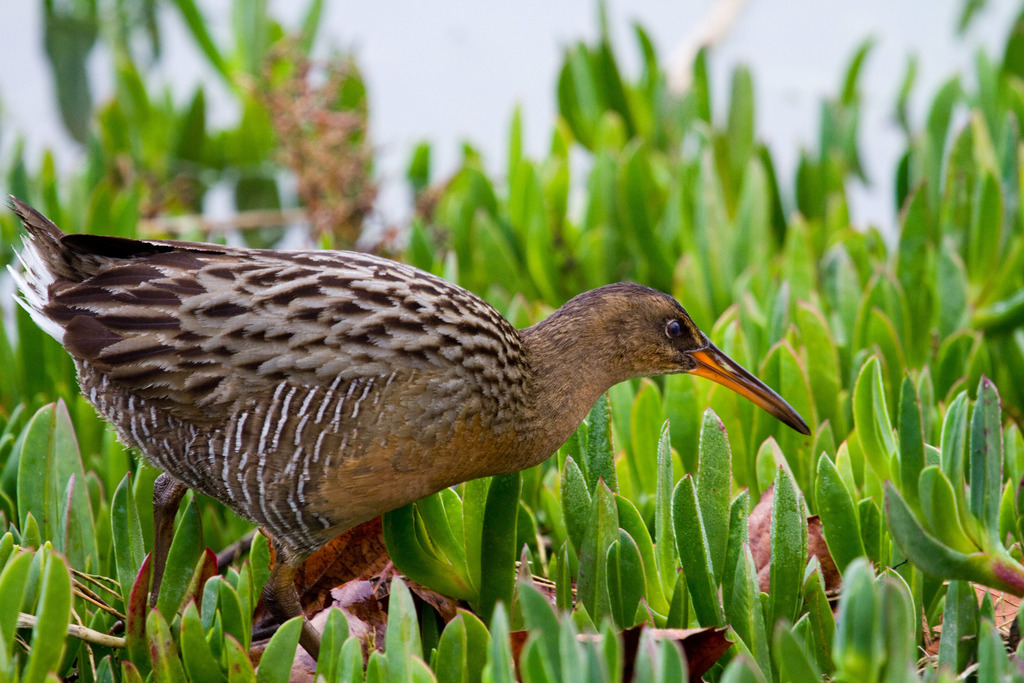 Ridgway's Rail (Birds of San Mateo County) · iNaturalist