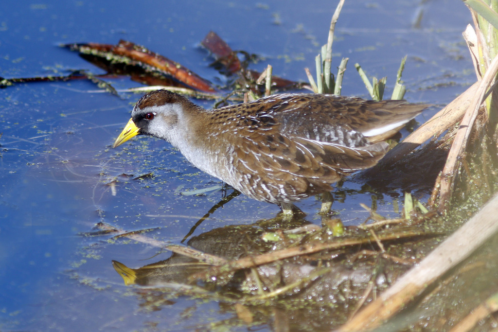 Sora (Birds of San Mateo County) · iNaturalist