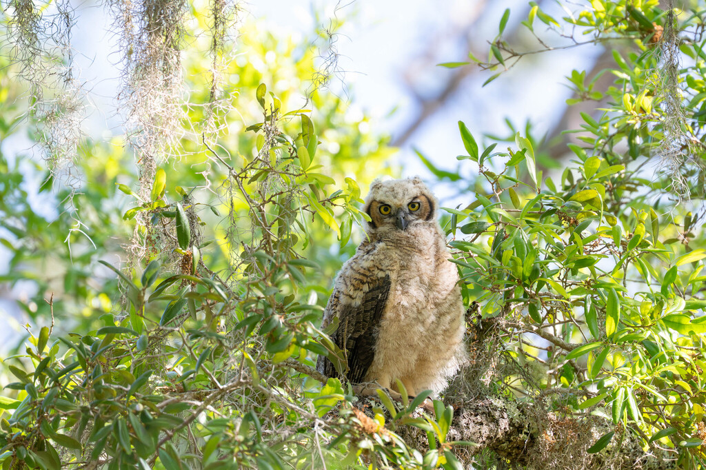 Great Horned Owl in April 2026 by j_albright · iNaturalist