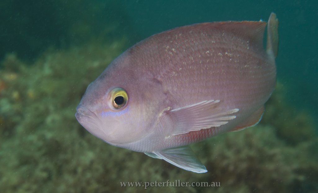 Barber Perch from Popes Eye Bank, Victoria, Australia on December 29 ...