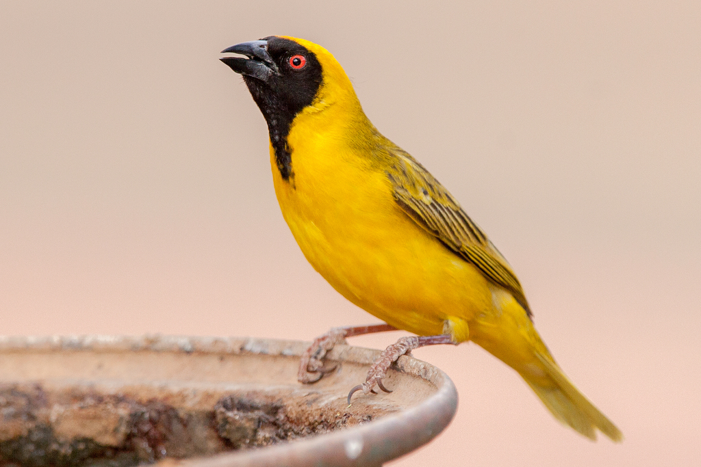 Southern Masked Weaver from Kimberley, South Africa on October 23, 2014 ...