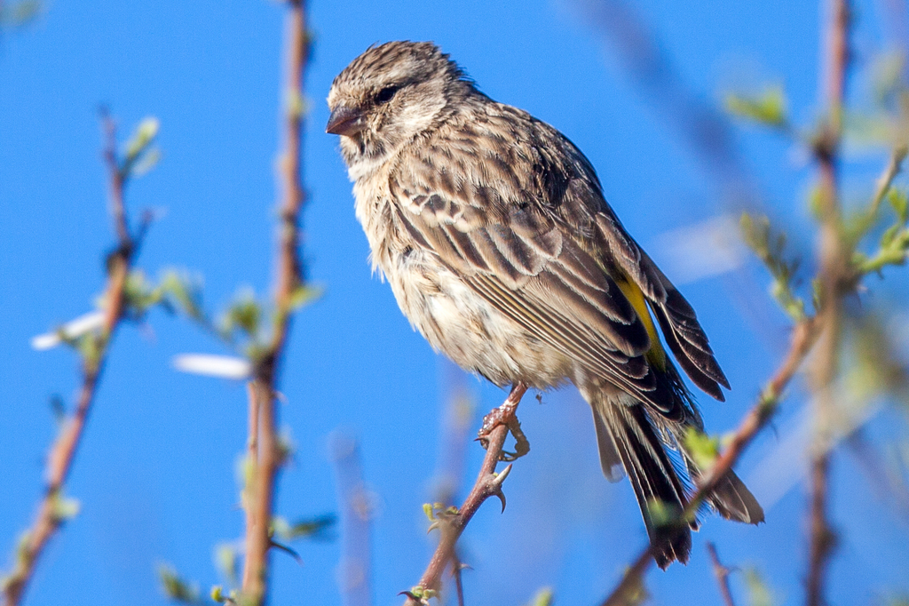 Black-throated Canary from Kimberley, South Africa on November 14, 2014 ...
