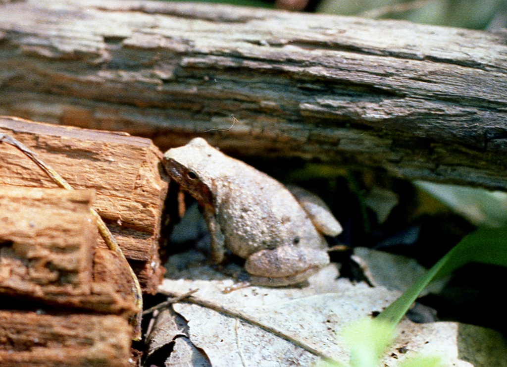 Spring Peeper from Crow Wing County, MN, USA on August 14, 1978 by ...