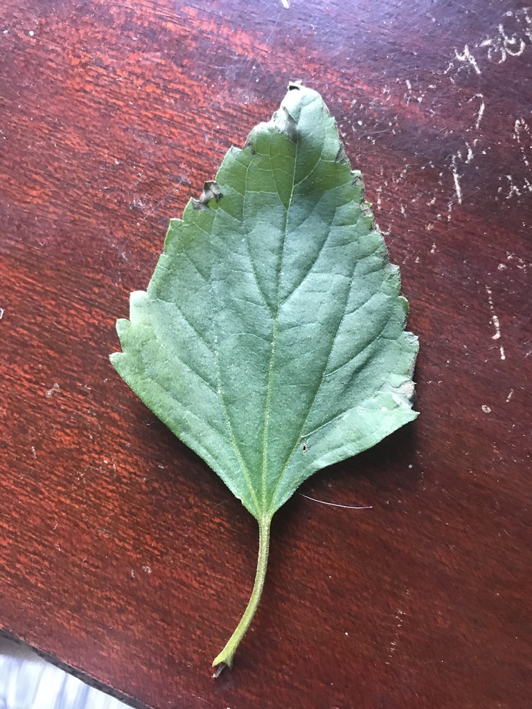 sticky snakeroot from Ocean View Ave, Santa Cruz, CA, US on March 16 ...