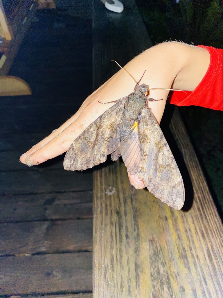 Giant Sphinx in March 2020 by Callie Price · iNaturalist